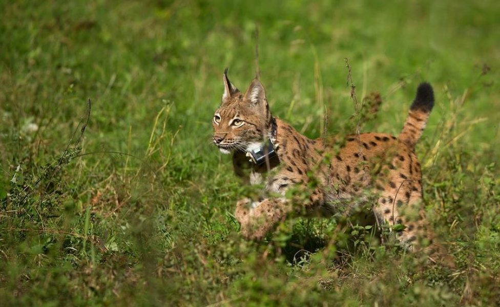 Réintroduction du lynx dans le Pfälzerwald - Parc naturel régional des ...