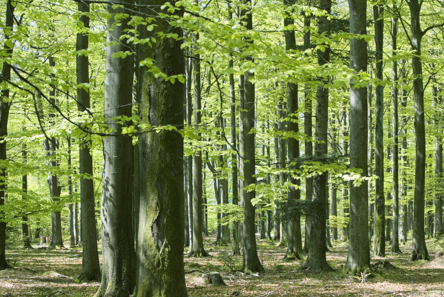 Forêt-Trame verte et bleue - Parc naturel régional des Vosges du Nord
