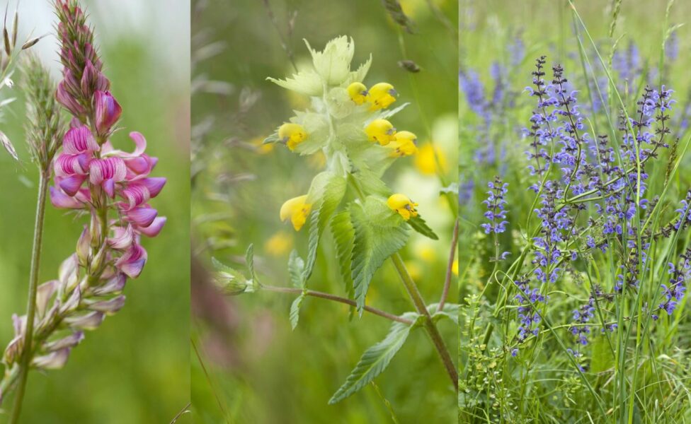 Les prairies permanentes et leurs valeurs agronomiques, économiques et ...
