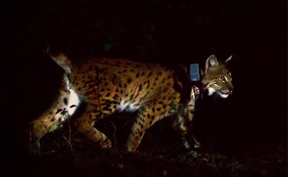 Réintroduction du lynx dans le Pfälzerwald - Parc naturel régional des ...