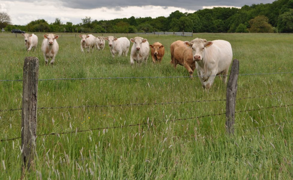 Les prairies permanentes, un patrimoine agricole et naturel rentable ...