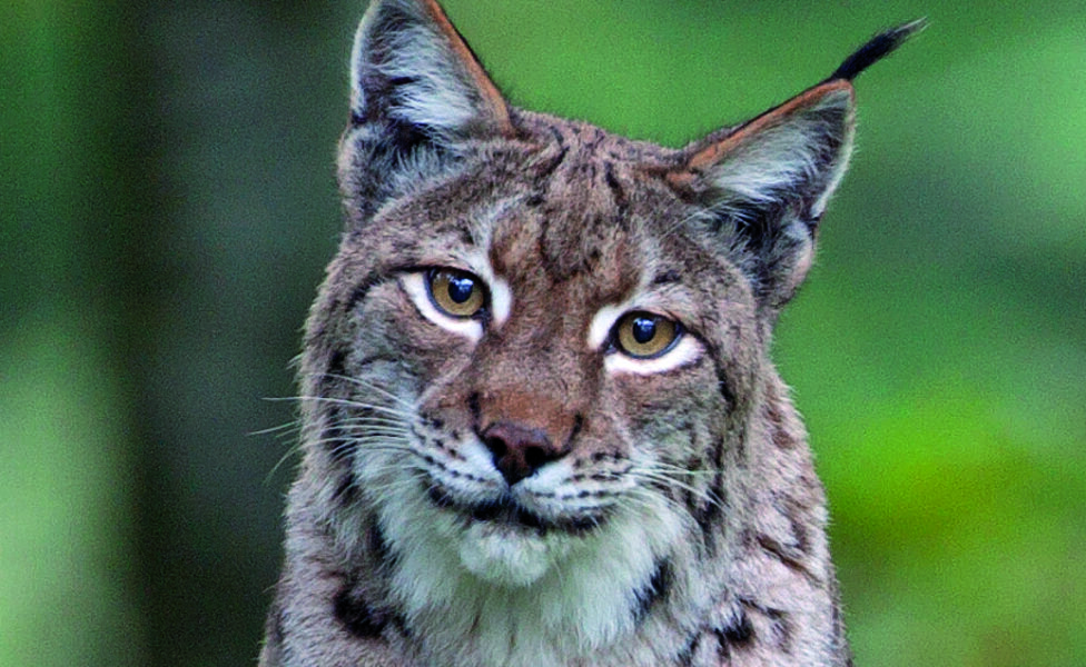 Le lynx dans le massif des Vosges et son Plan Régional d’Actions - Parc ...